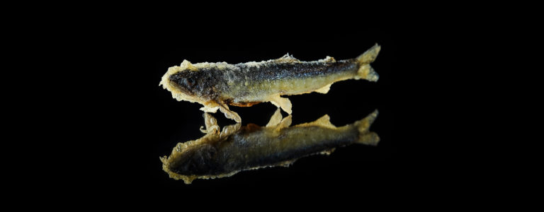 Honjo - Modern Japanese Cuisine